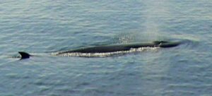 Whales - Hyannis Whale Watcher